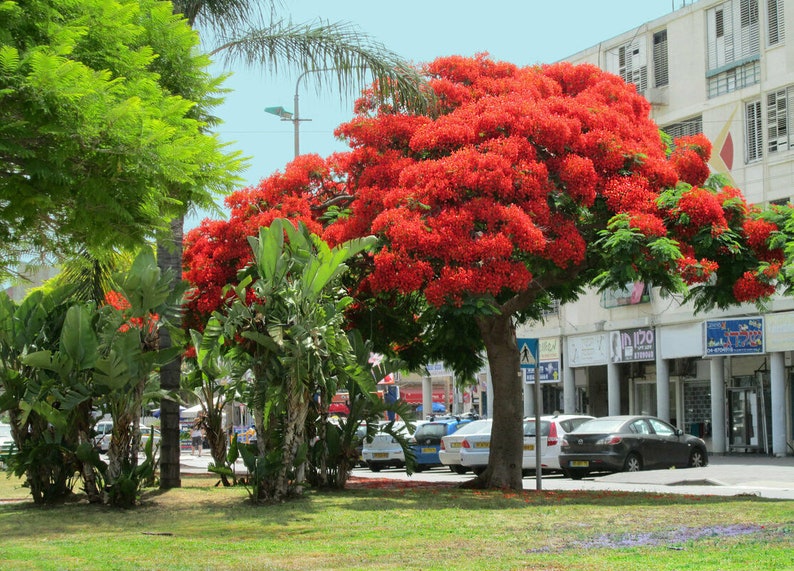 Delonix Regia - Tree of Fire, Flamboyant, Royal Poinciana - 10 Seeds ...