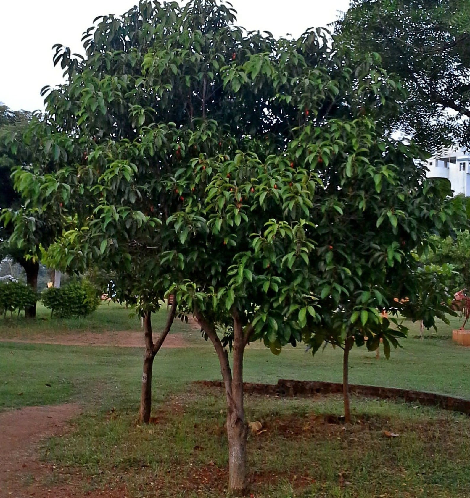 Mimusops Elengi Tree Fragrant Spanish Cherry India Medlar | Etsy