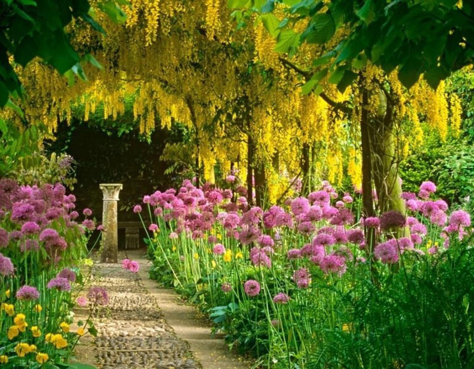 20 GOLDEN CHAIN TREE Goldenchain Laburnum Anagyroides Seeds - Etsy
