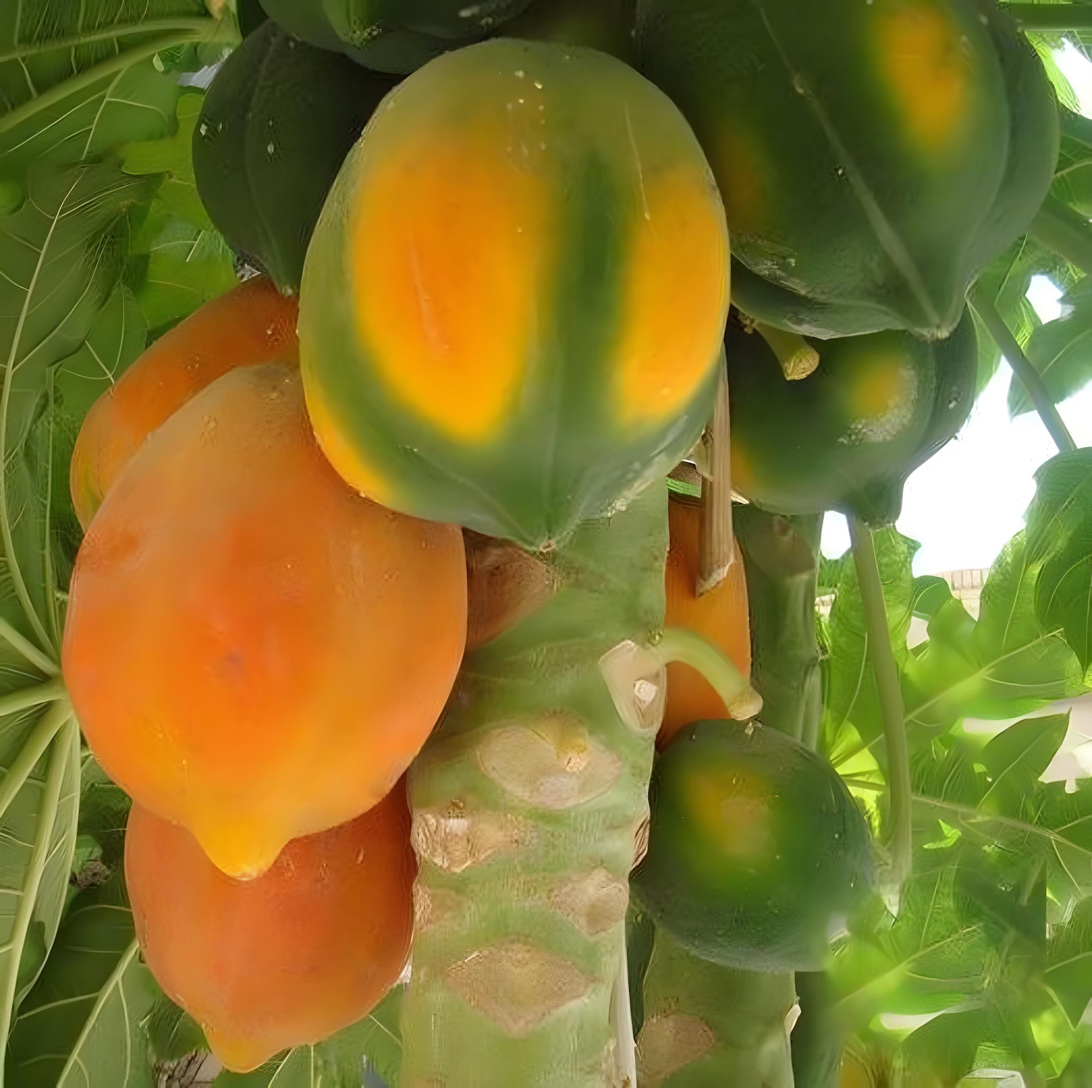 Carica Papaya 20 Seeds Coorg Honeydew, Melon Tree - Etsy Canada