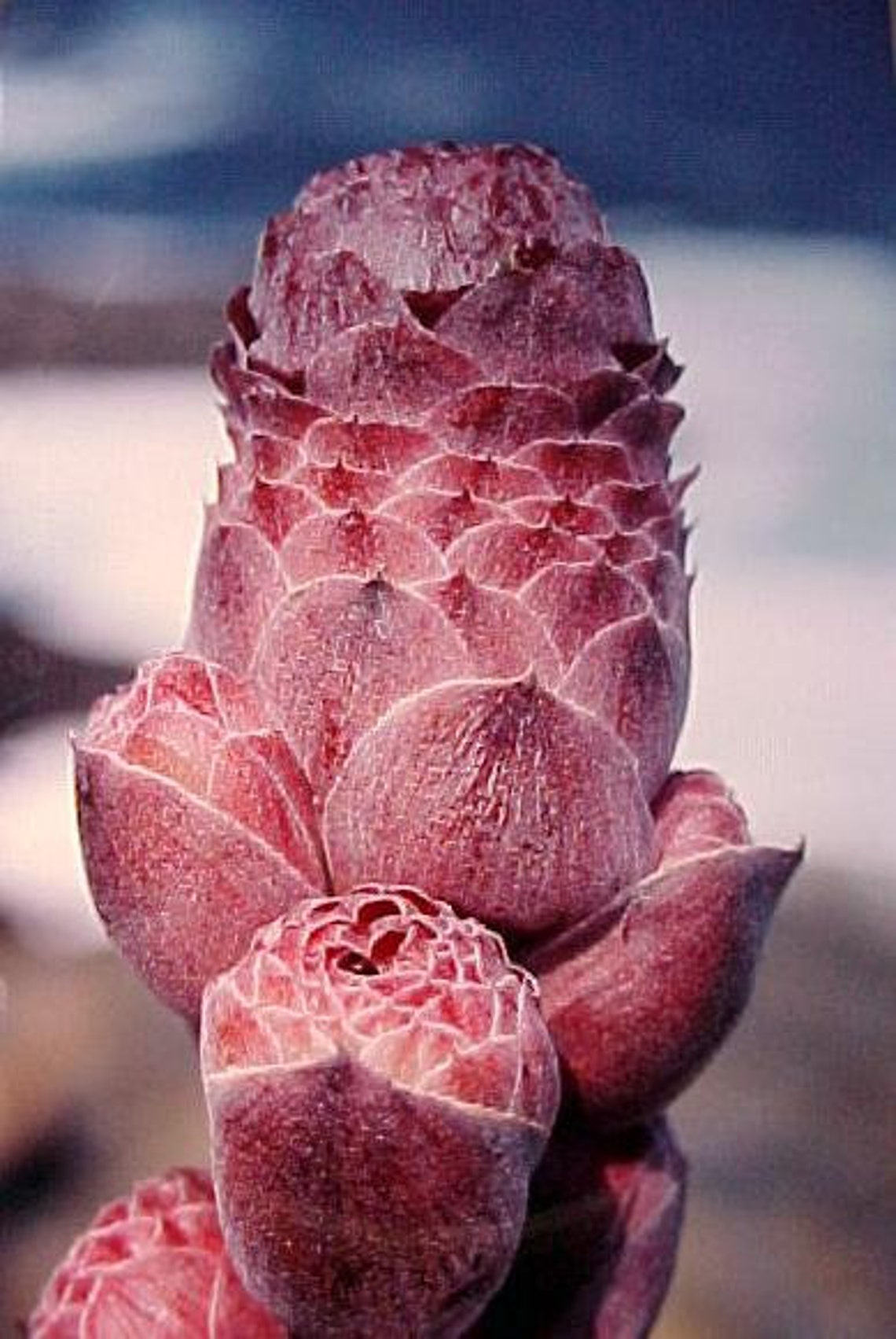 Puya Venusta 30 Seeds - Chagualillo - Coastal Purple Puya - Bromeliad ...