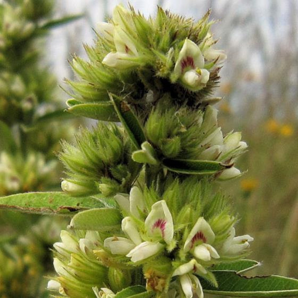 Lespedeza capitata 50 Seeds Lespedeza l round-head | Etsy
