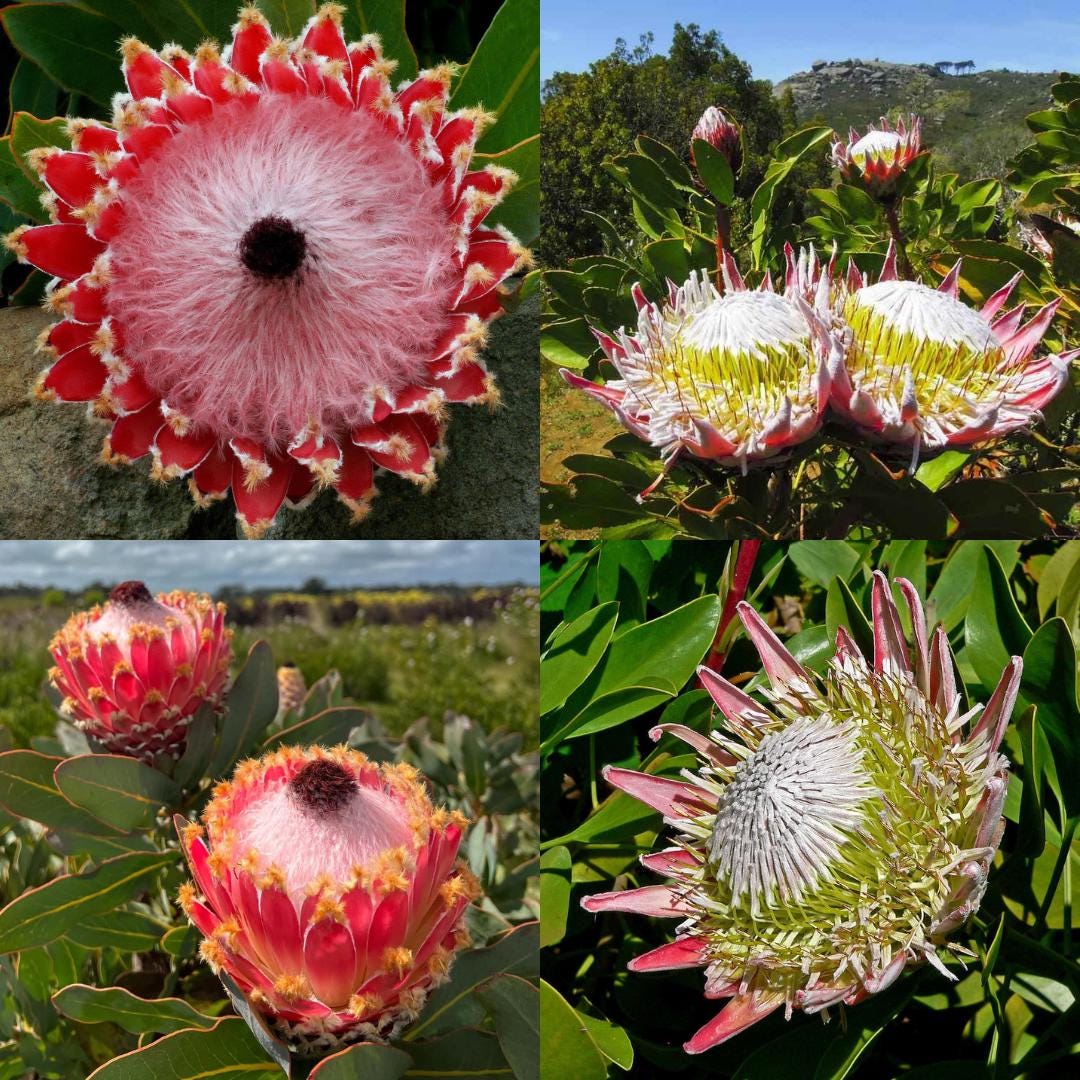 Kit de Sementes de Protea Rei e Rainha (5x Protea cynaroides + 5x ...