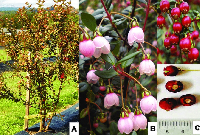 Rare Chilean Guava / Murtilla Ugni Molinae Fruit 10 Seeds - Etsy