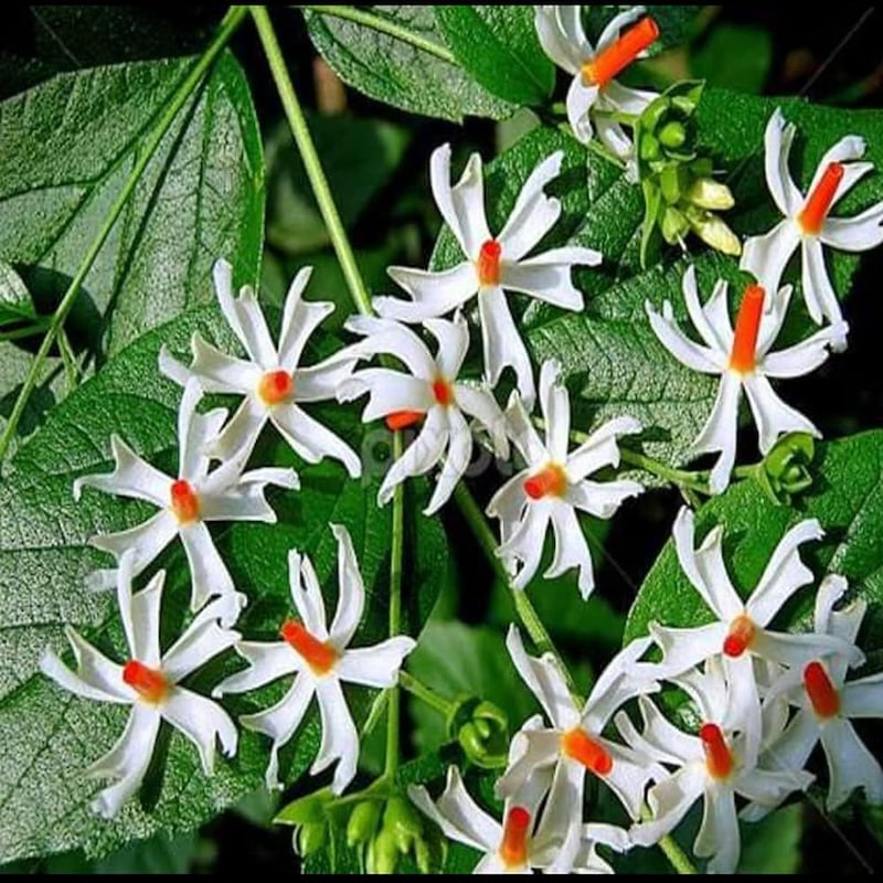 Jasmine live plants - Etsy France