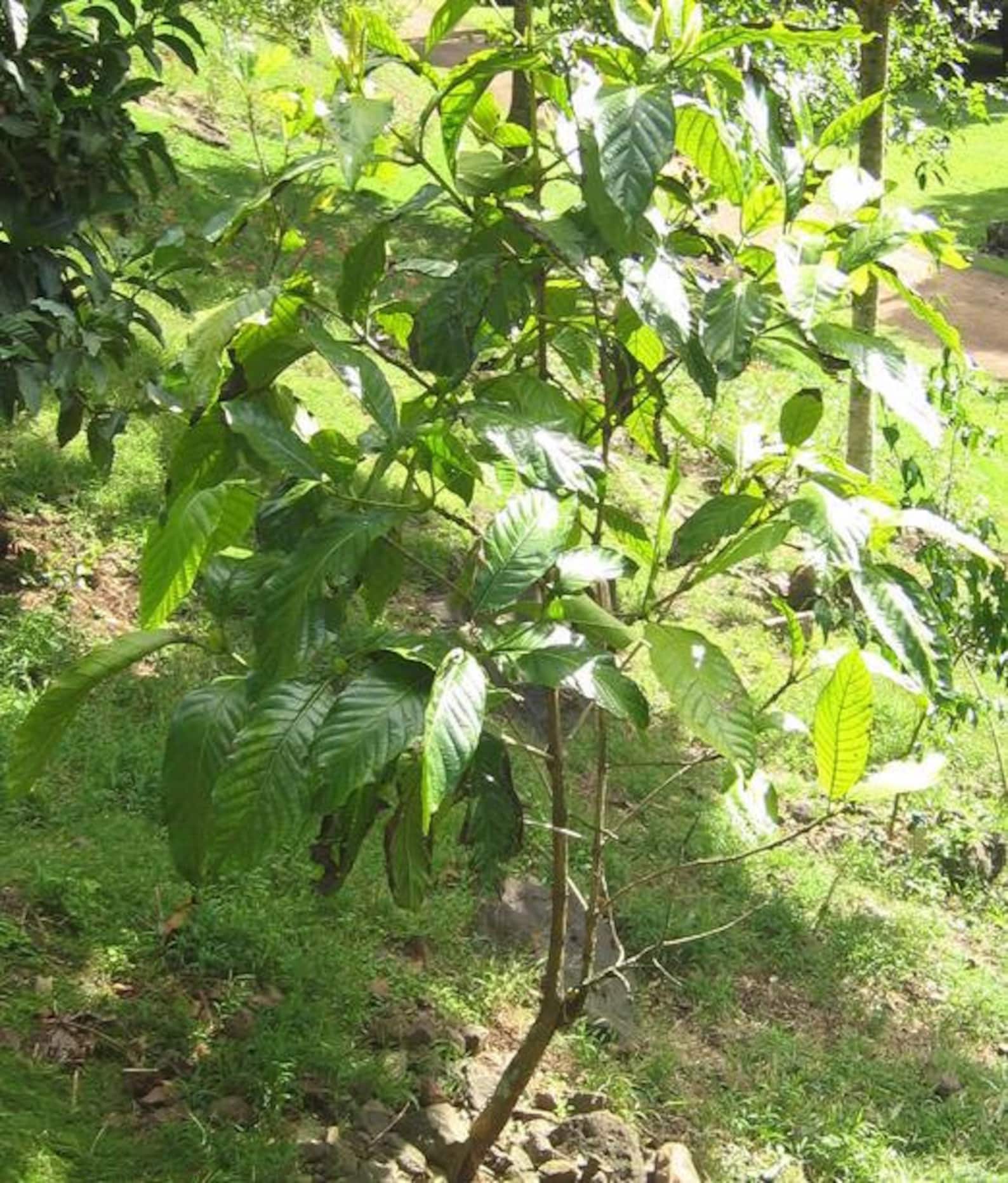 Alibertia Patinoi Borojoa Patinoi Borojó Head-fruit | Etsy