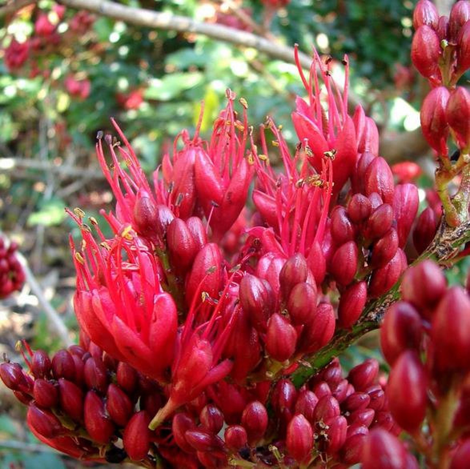 10 Seeds Fuschia Schotia Brachypetala Flowering Tree African | Etsy