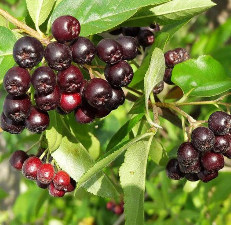 BLACK CHOKEBERRY Aronia Melanocarpa 50 Seeds Bonsai - Etsy