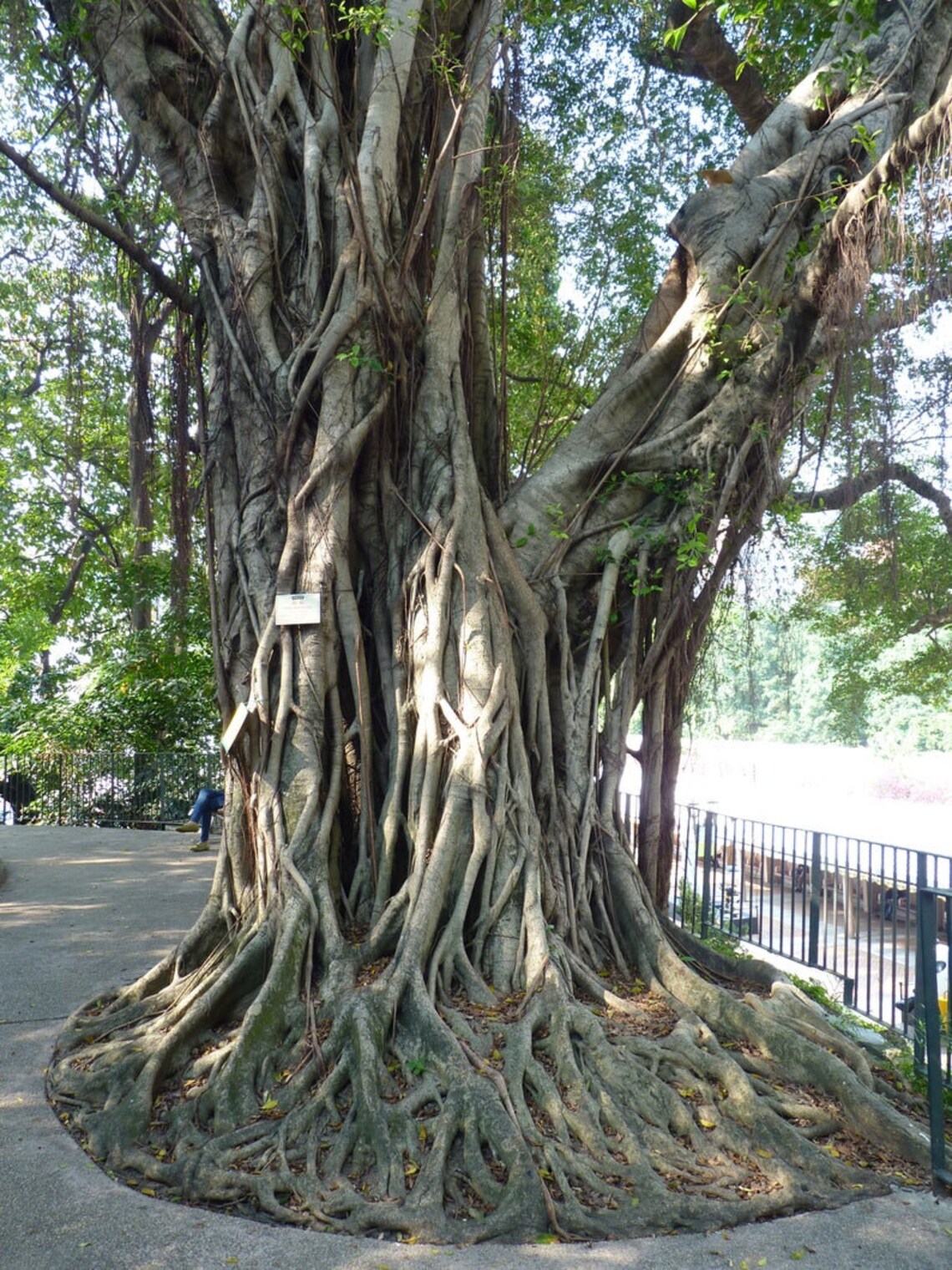 White Fig Tree Seeds 200 Ficus Virens Ornamental Tropical - Etsy