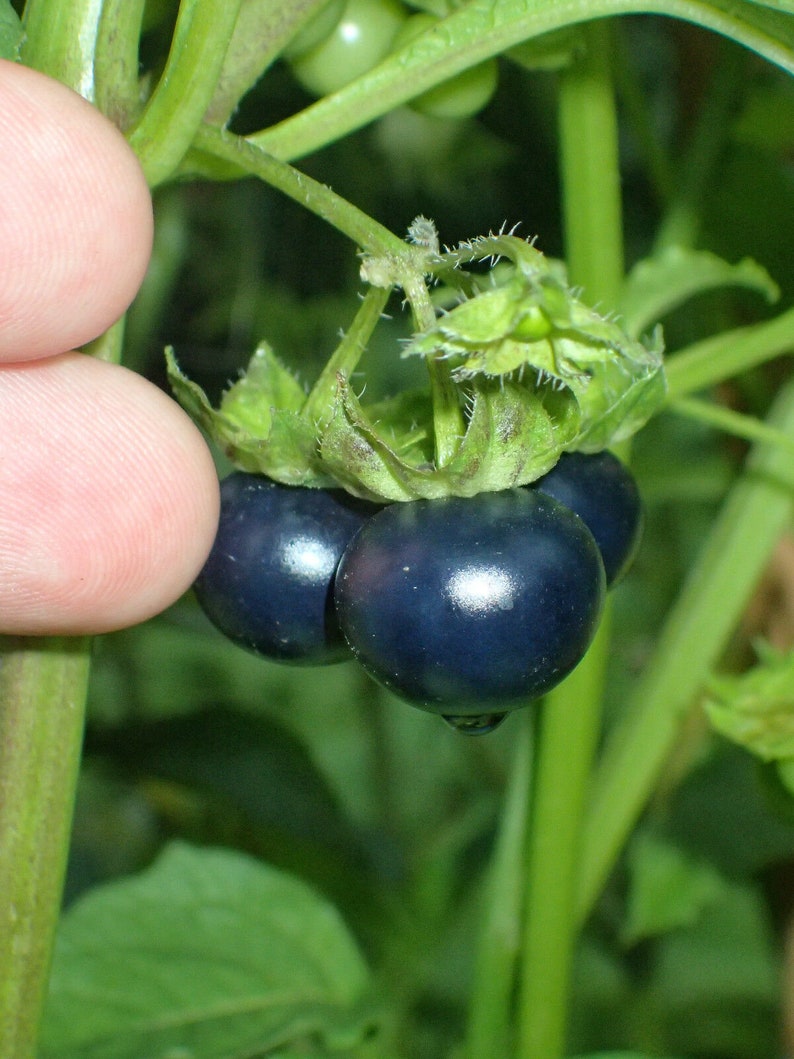 Jaltomata Procumbens Xaltomatl Creeping False Holly 10 | Etsy Canada
