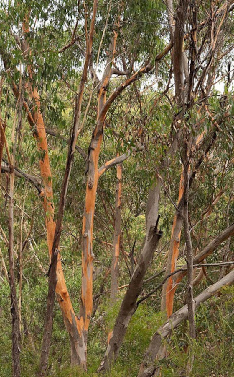 Eucalyptus Punctata Seeds, Grey Gum Eucalyptus, Iron Gray Gum - 50 ...