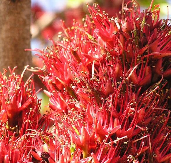 10 Seeds Fuschia Schotia Brachypetala Flowering Tree African | Etsy