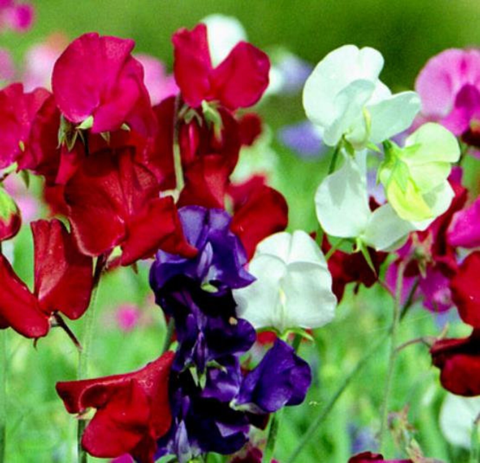Lathyrus Odoratus Cupid Mixed Pot Basket Sweet Pea Pink - Etsy UK