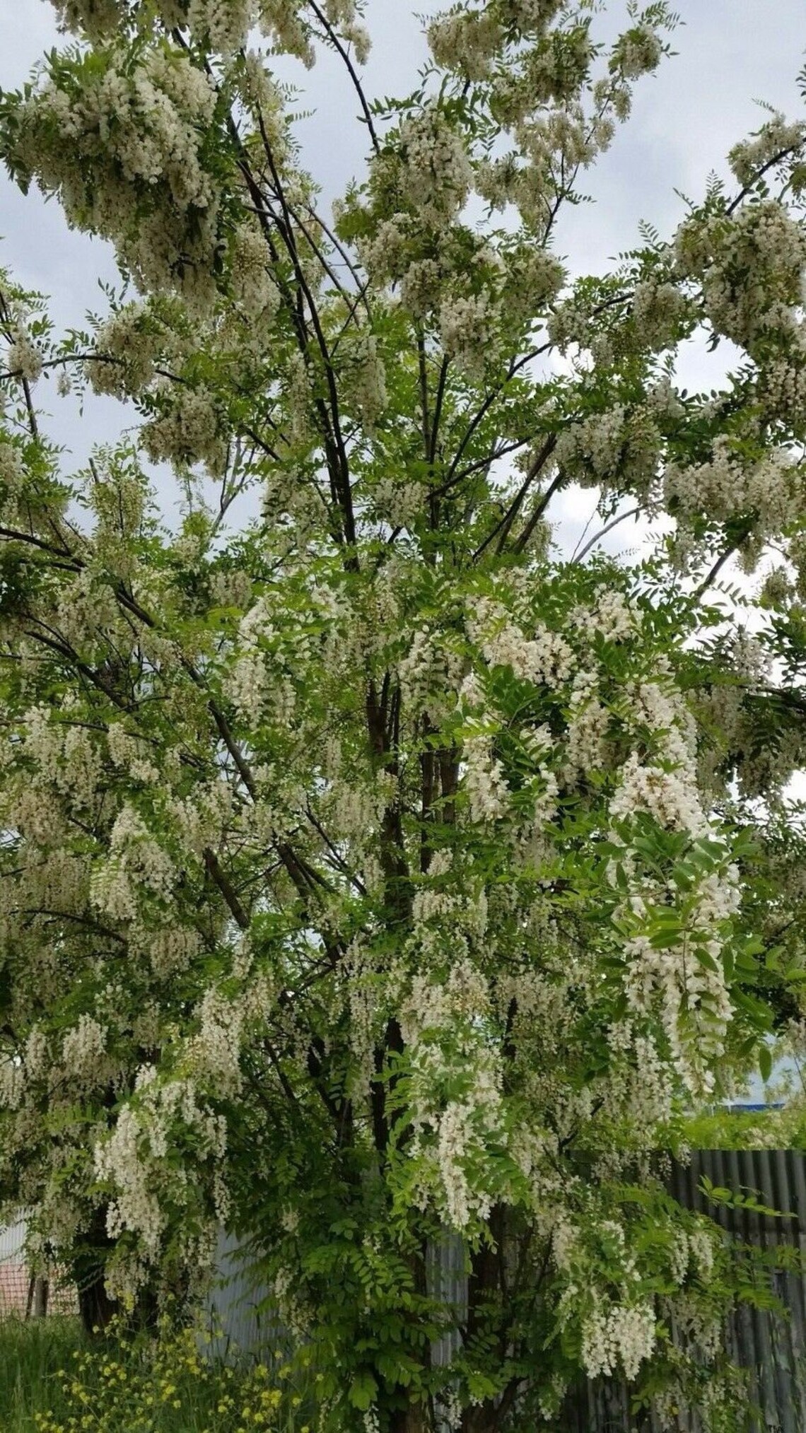 Robinia Pseudoacacia 50 Seeds Gaggia Robinia Black Locust - Etsy Canada