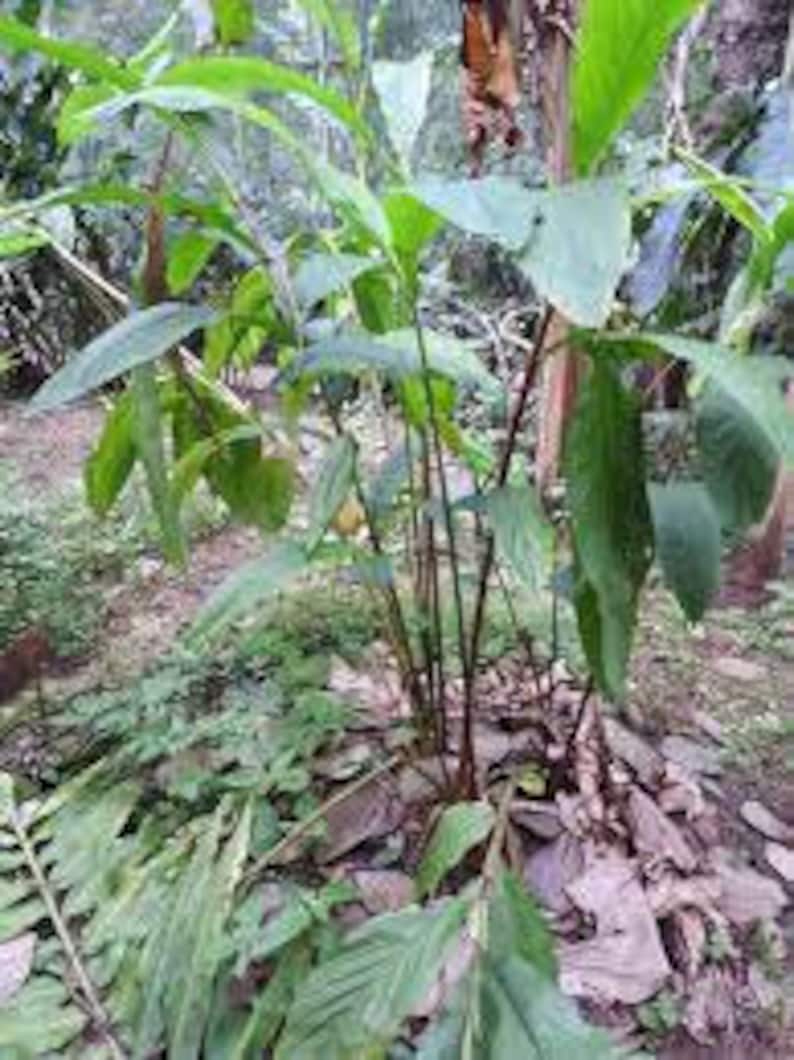 Amomum Subulatum Black Cardamom Nepal Cardamom 5 Seeds - Etsy