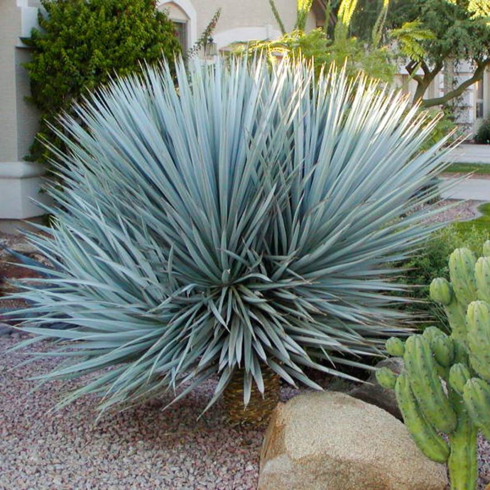 Yucca Rigida Blue Yucca 10 Seeds - Etsy Canada