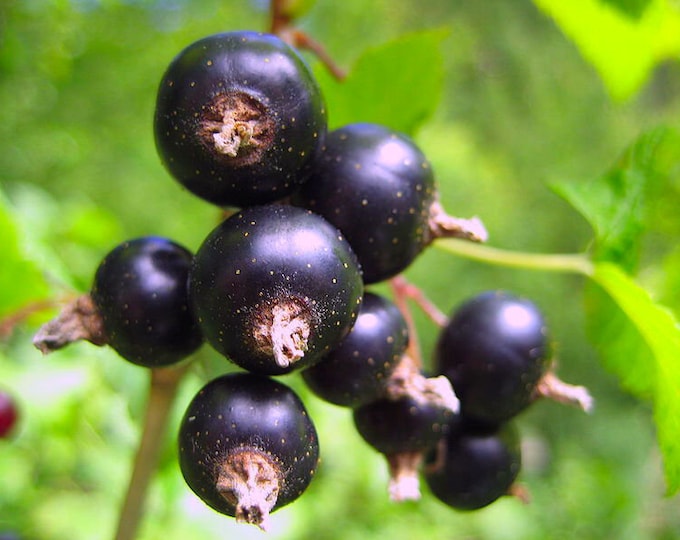 Black Chokeberry (aronia Melanocarpa) 35 Seeds - Etsy Canada
