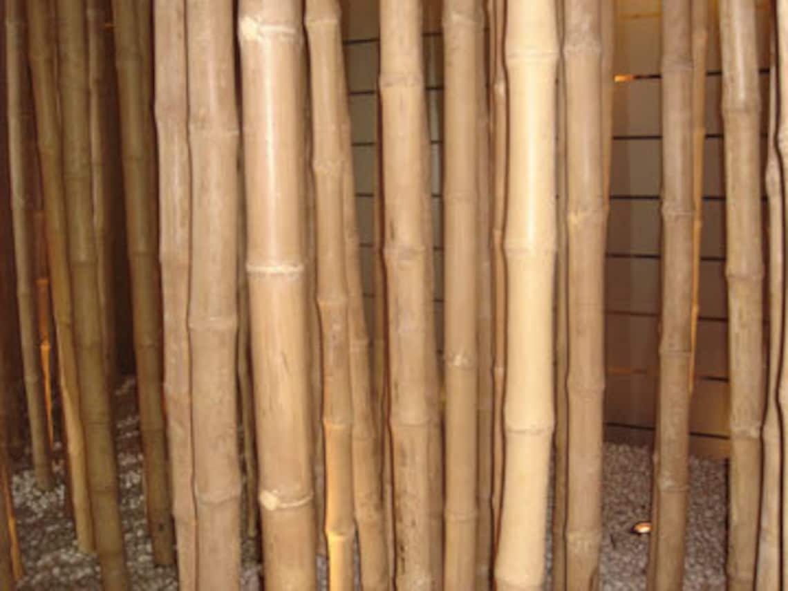 Bambusa Bambos Bambusa Arundinacea Giant Bamboo 80 Seeds | Etsy