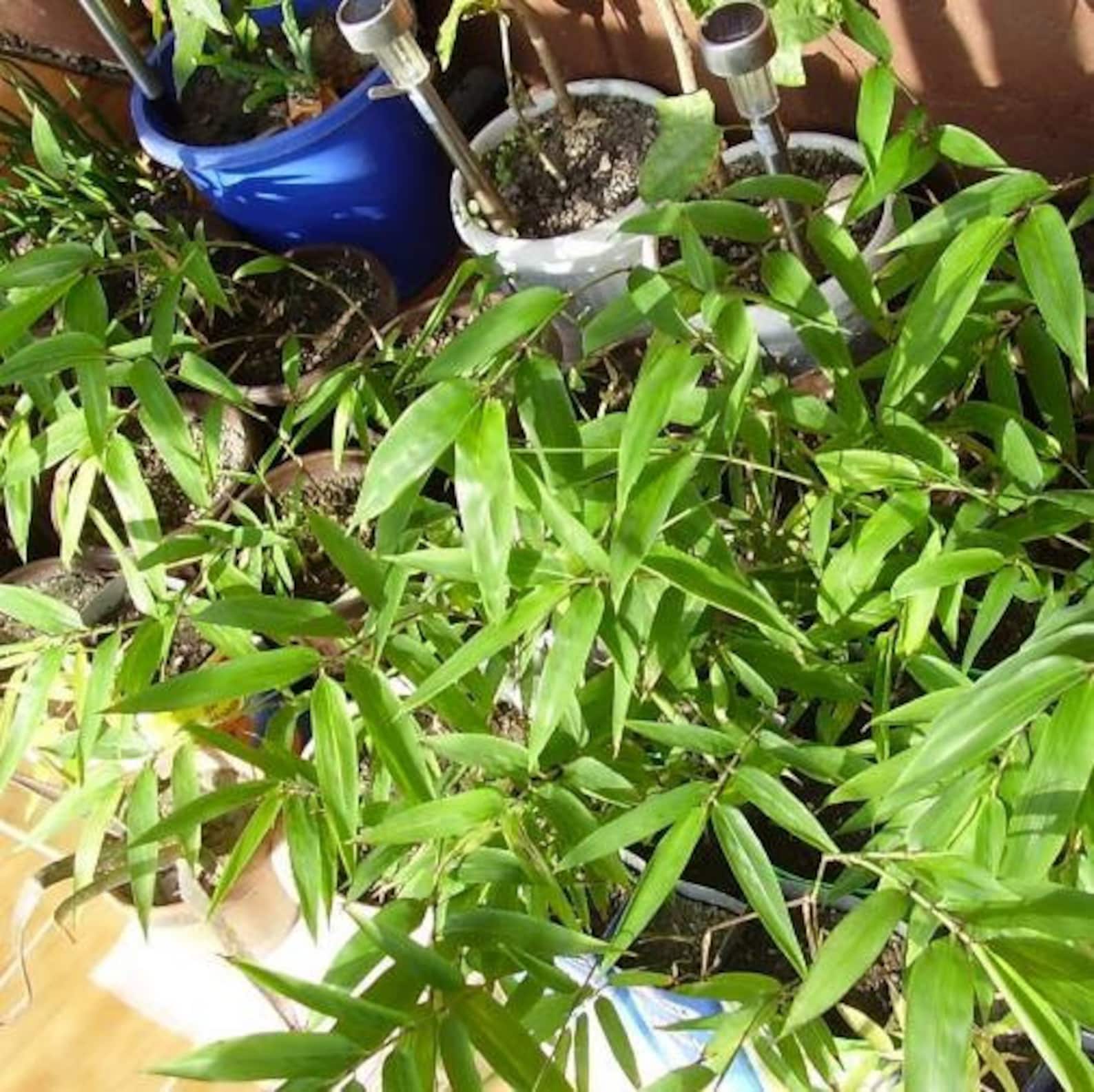 Bambusa Bambos Bambusa Arundinacea Giant Bamboo 80 Seeds | Etsy