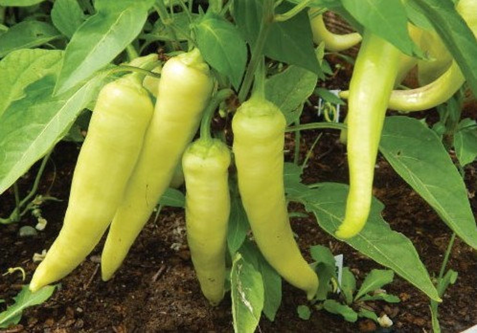 Capsicum Annuum Sweet Banana HEIRLOOM BANANA PEPPER Vegetable | Etsy
