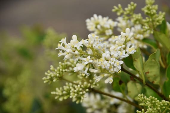 Folha De Ligustrum Japonicum Japanse Liguster Ligustrum Japonicum