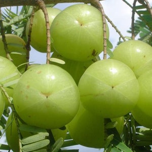 Phyllanthus Emblica Seeds India Gooseberry Seeds. Amla Seeds | Etsy