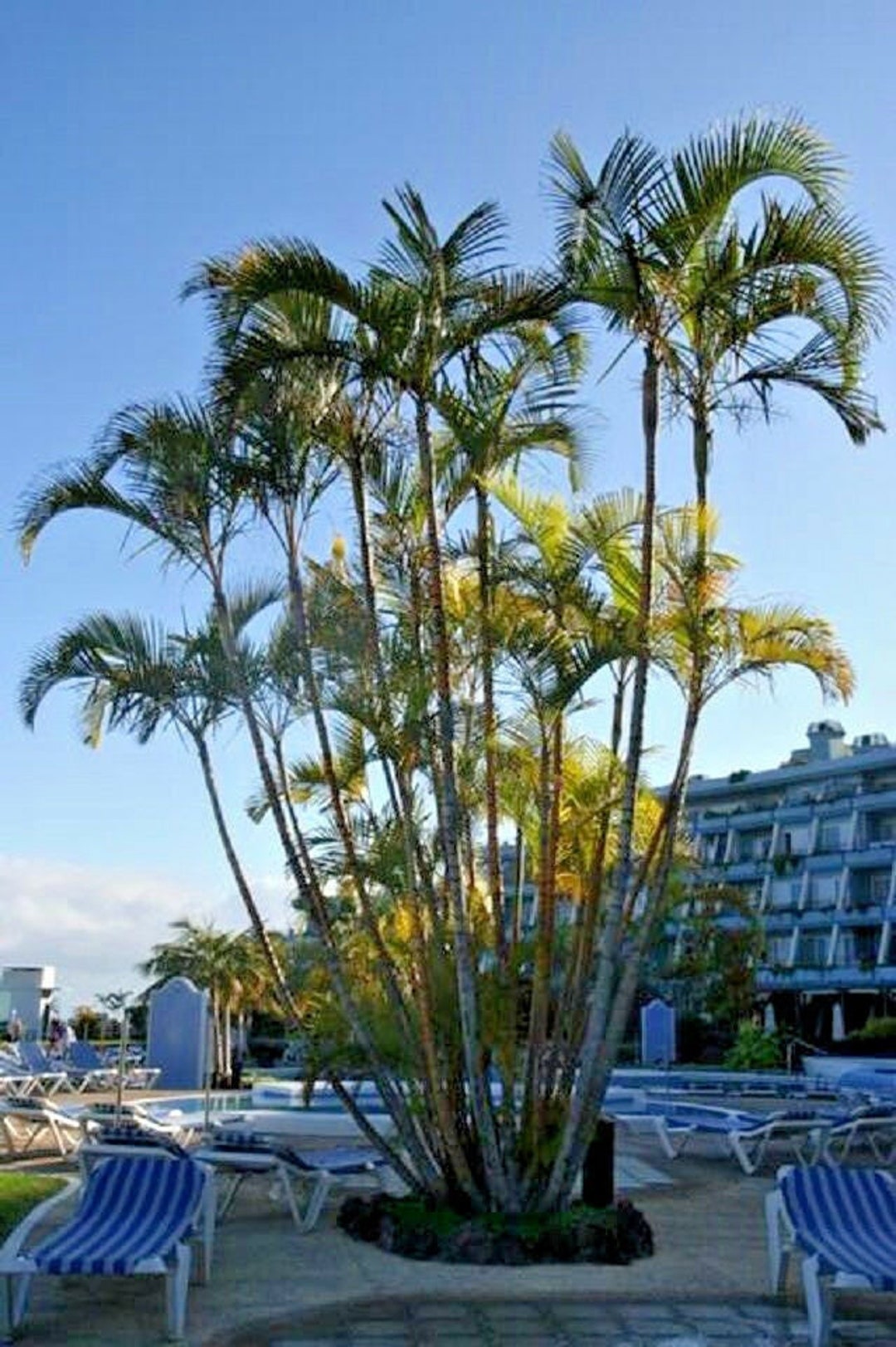 Dypsis Lutescens Golden Cane Palm, Areca Palm 5 Seeds - Etsy Norway