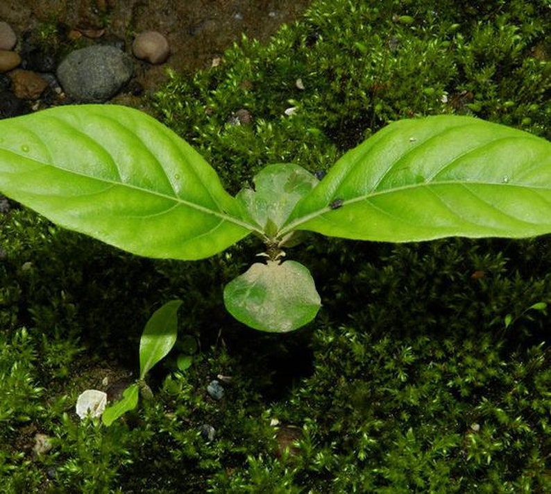 Alibertia Patinoi Borojoa Patinoi Borojó Head-fruit | Etsy