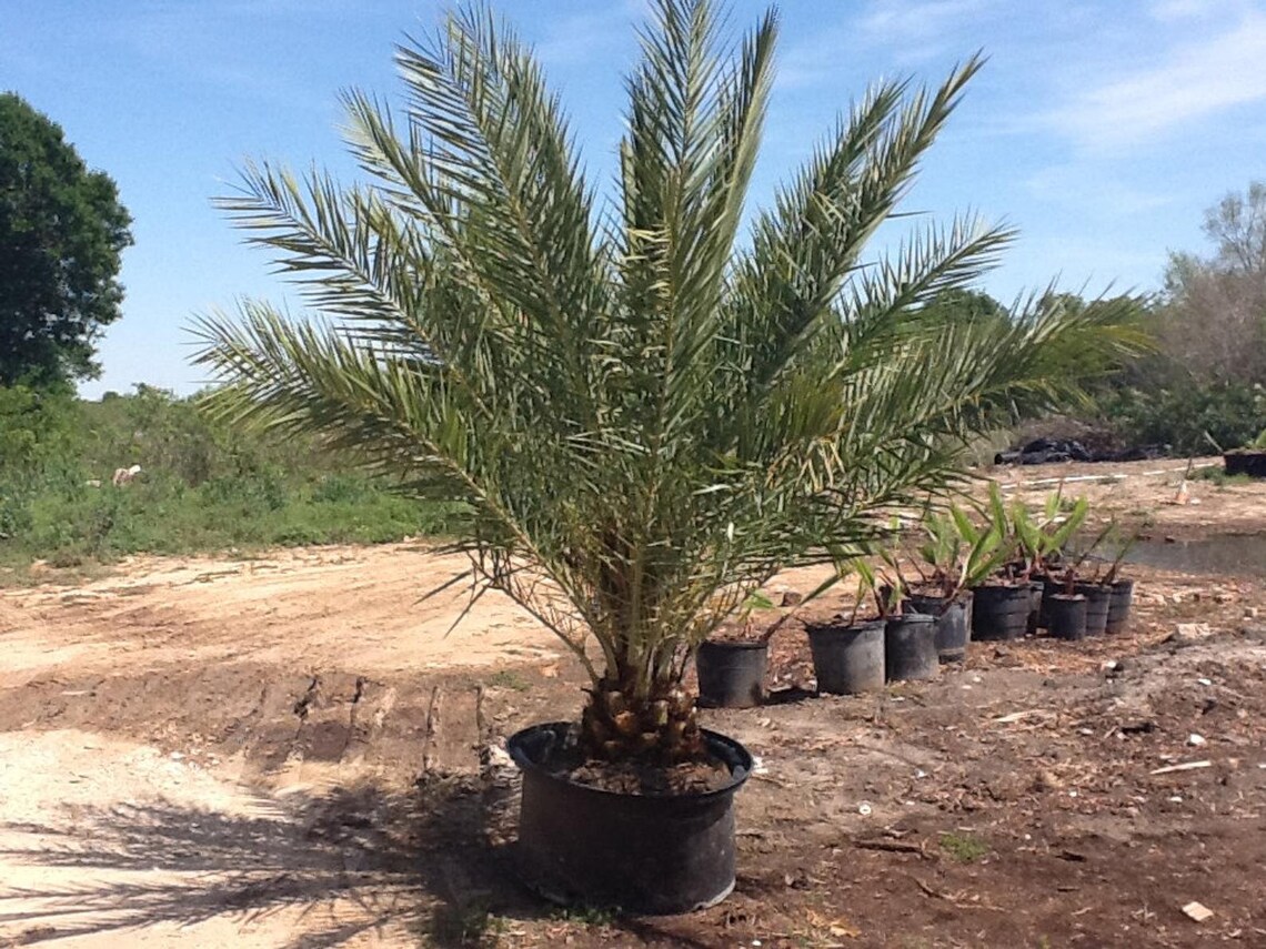 Phoenix Sylvestris Silver Wild Date Palm Cold and Humidity | Etsy