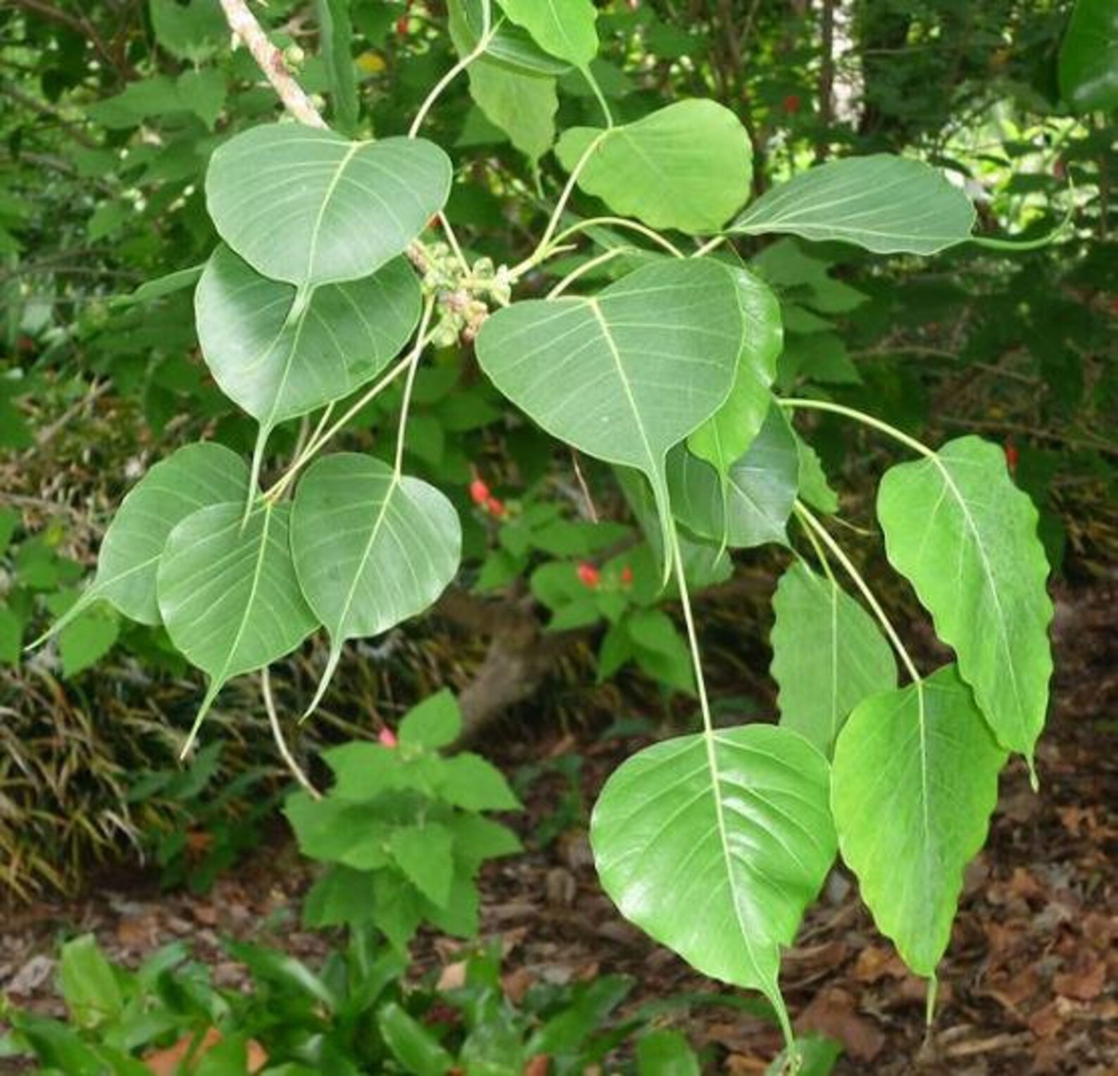 Buddha Tree Ficus Religiosa Religious Fig SACRED FIG - Etsy