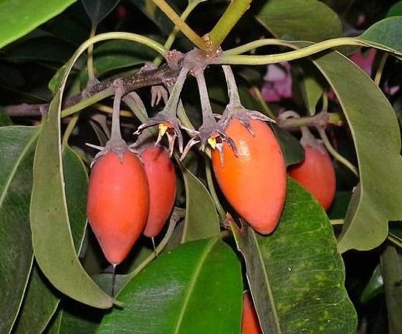 Mimusops Elengi Tree Fragrant Spanish Cherry India Medlar | Etsy