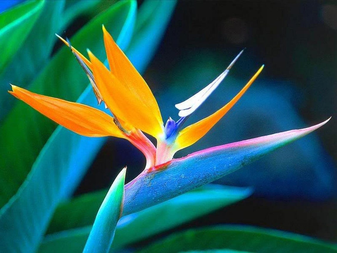 Strelitzia Reginae Orange Bird of Paradise 5 Seeds - Etsy