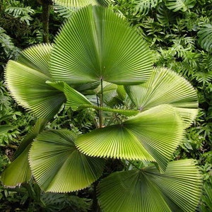 Licuala Grandis Seeds Ruffled Fan Palm Thailand Vanuatu Fan - Etsy UK
