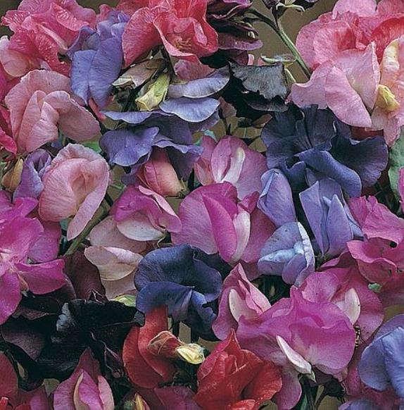 Lathyrus Odoratus Cupid Mixed Pot Basket Sweet Pea Pink - Etsy UK