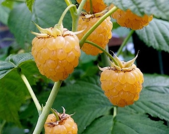 Yellow Raspberry Seeds | Etsy