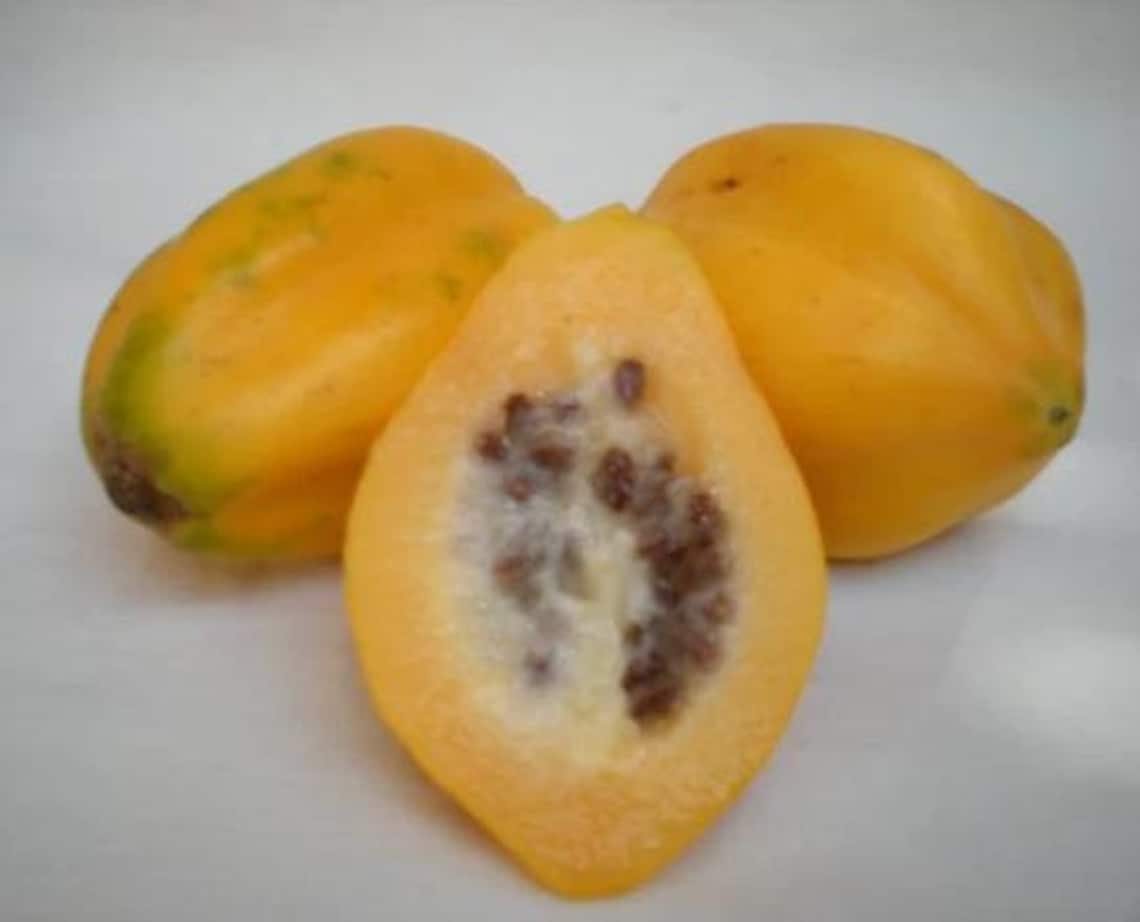 Carica Pubescens Cundinamarca 10 Seeds Mountain Papaya | Etsy