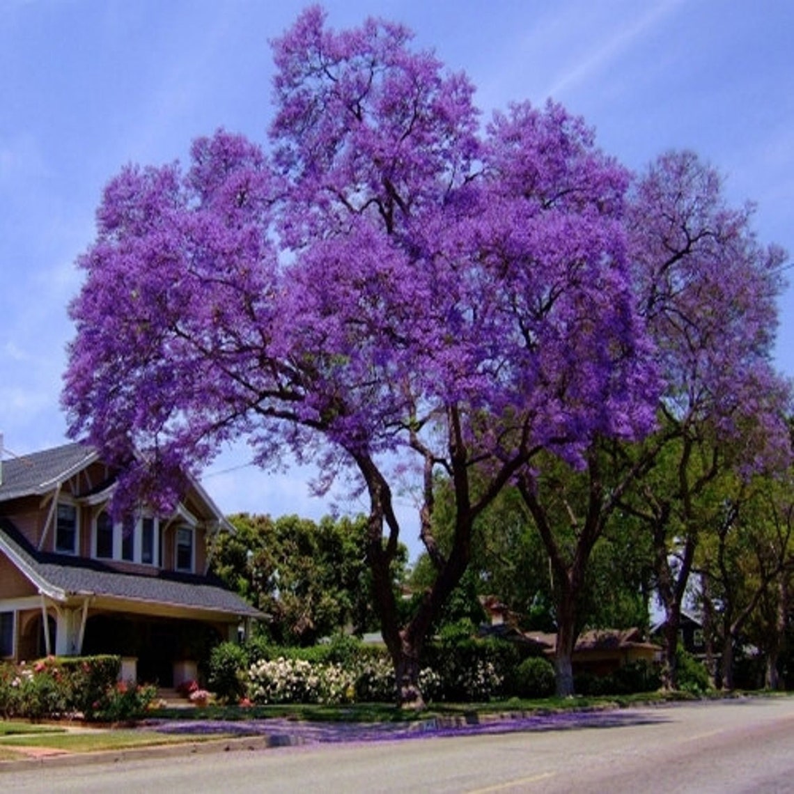 Paulownia tomentosa 100 Graines Arbre impératrice / Arbre | Etsy