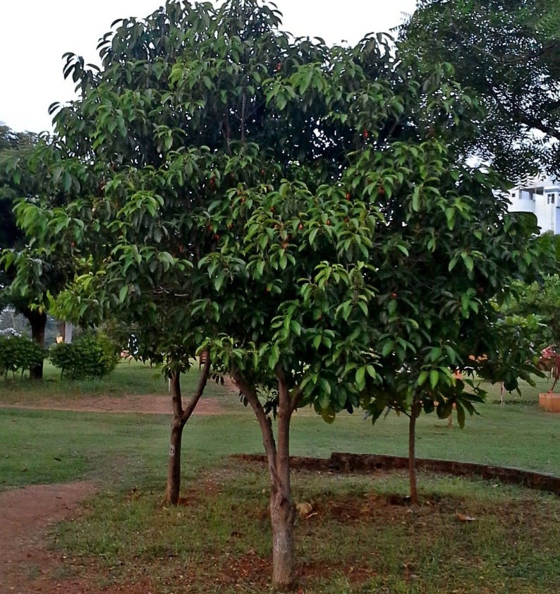 Mimusops Elengi Tree, Fragrant Spanish Cherry, India Medlar Bakul - 5 ...
