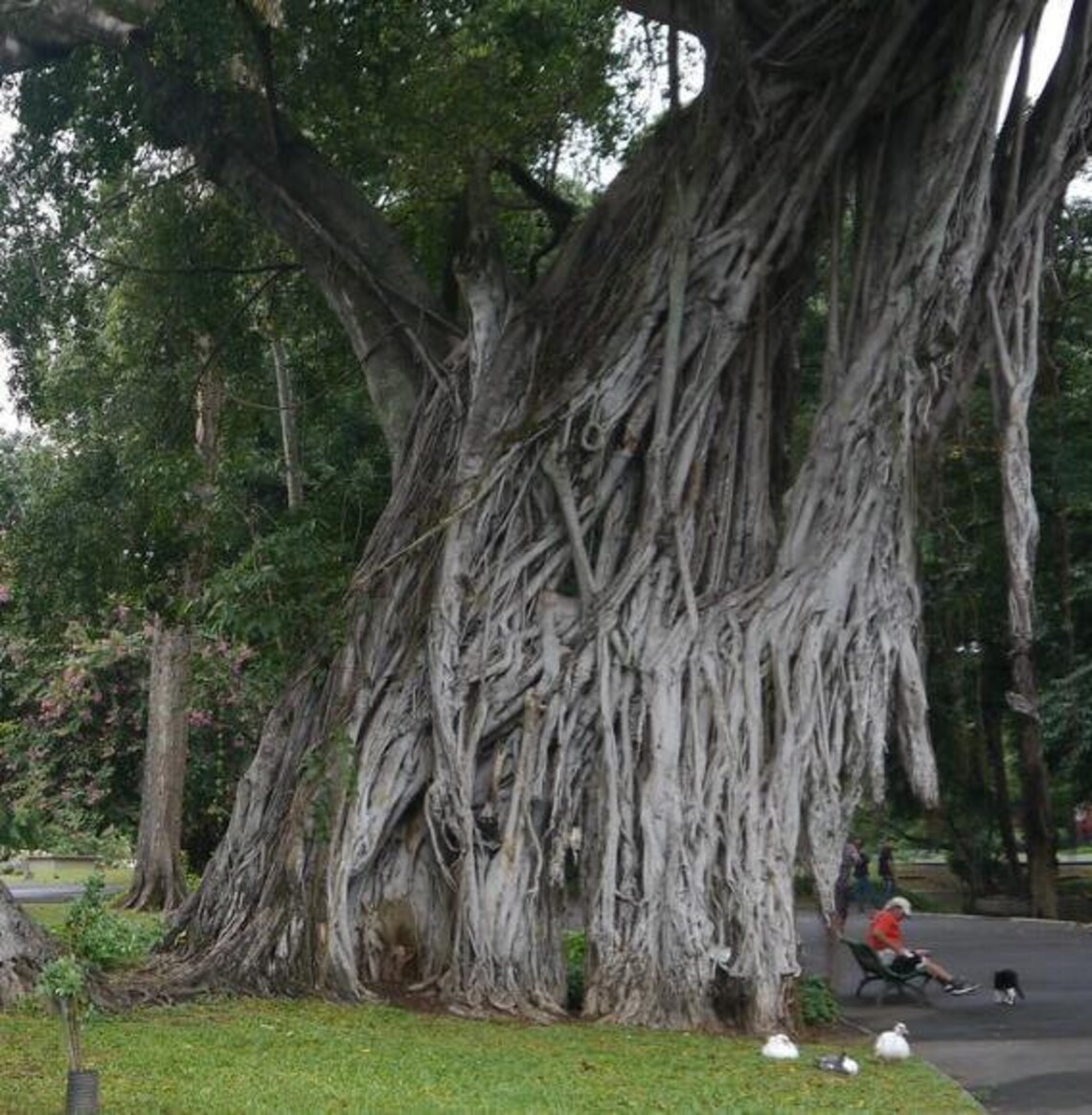 Buddha Tree Ficus Religiosa Religious fig SACRED FIG | Etsy
