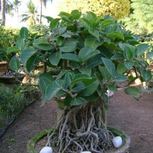 Ficus Benghalensis Tree Banyan Bengal Fig East India Fig | Etsy