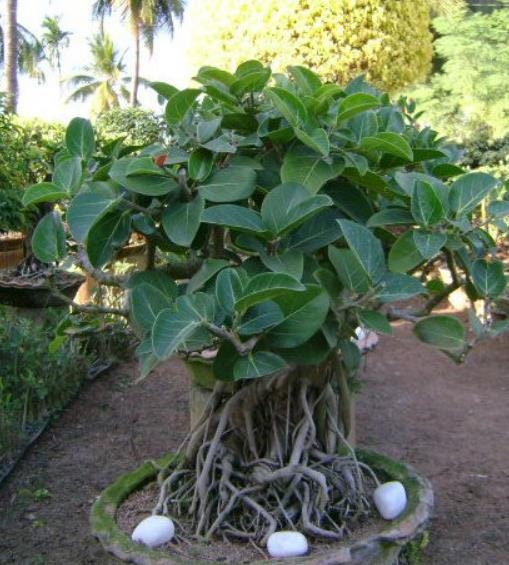 Ficus Benghalensis Tree Banyan Bengal Fig East India Fig | Etsy