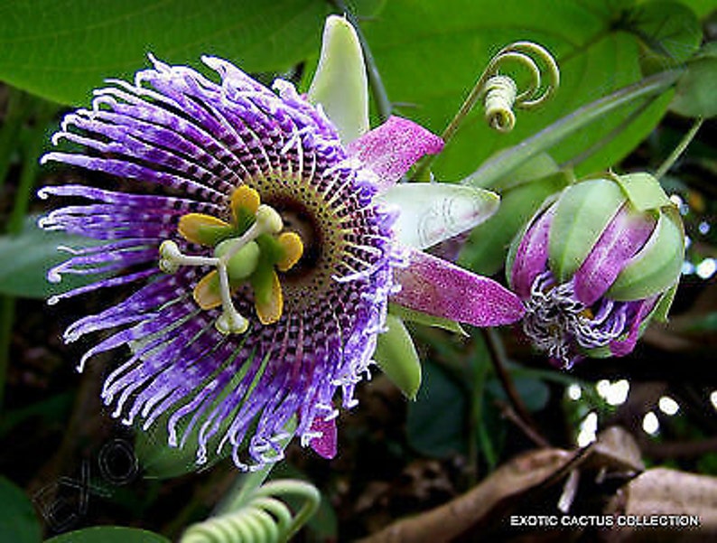 Passiflora Ligularis 40 Seeds Sweet Passion Fruit Sweet - Etsy
