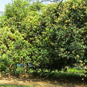Bauhinia vahlii Malu Creeper Adda Leaf Pahur Camels Foot | Etsy