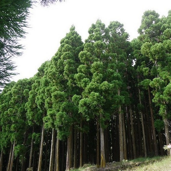 Type Of Japanese Cedar Tree