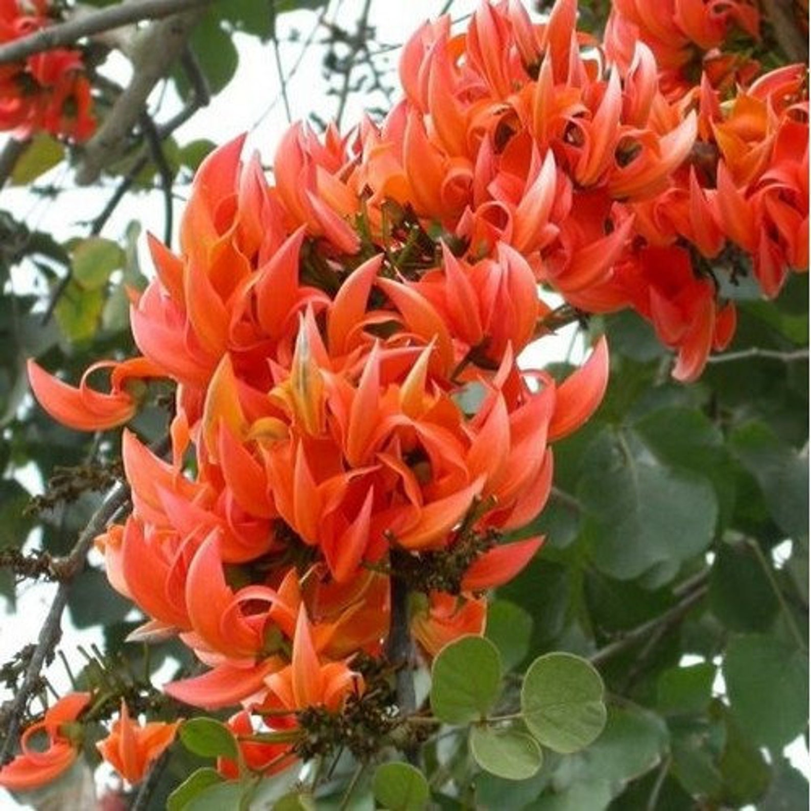 10 Seeds Butea Monosperma Lackbaum Flame of the Forest - Etsy Australia
