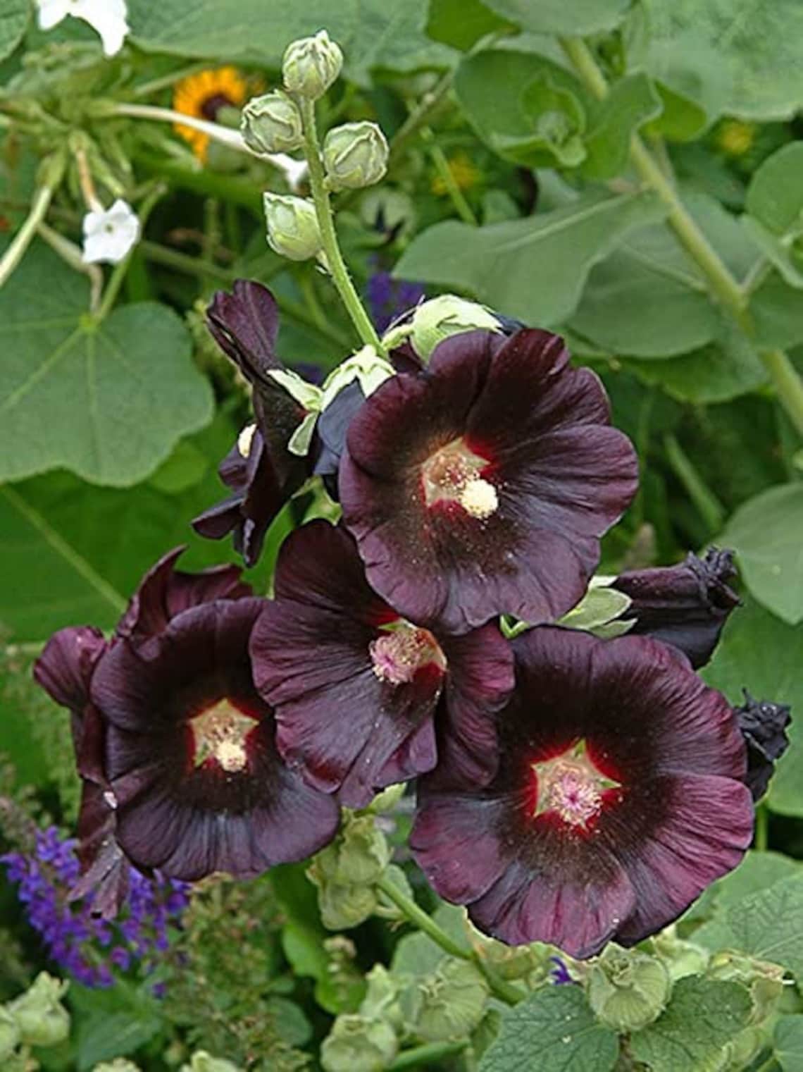 Alcea Rosea Nigra Black Hollyhock 50 Seeds - Etsy Canada