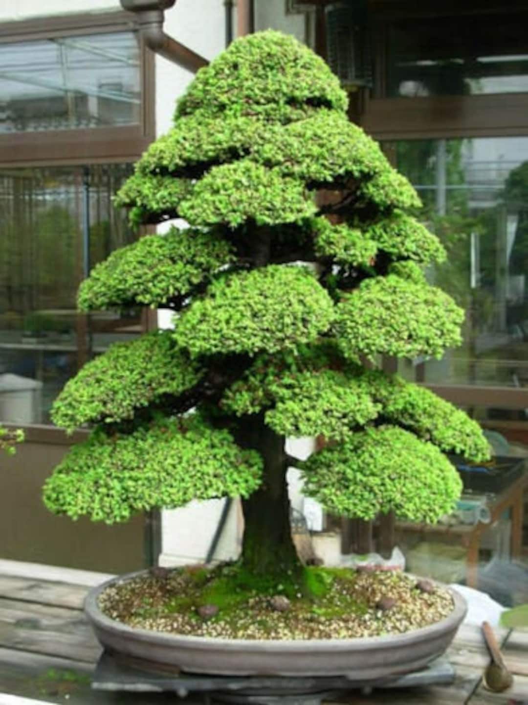 Cryptomeria Japonica Japanese Cedar, Sugi Bonsai Tree 100 Seeds - Etsy ...