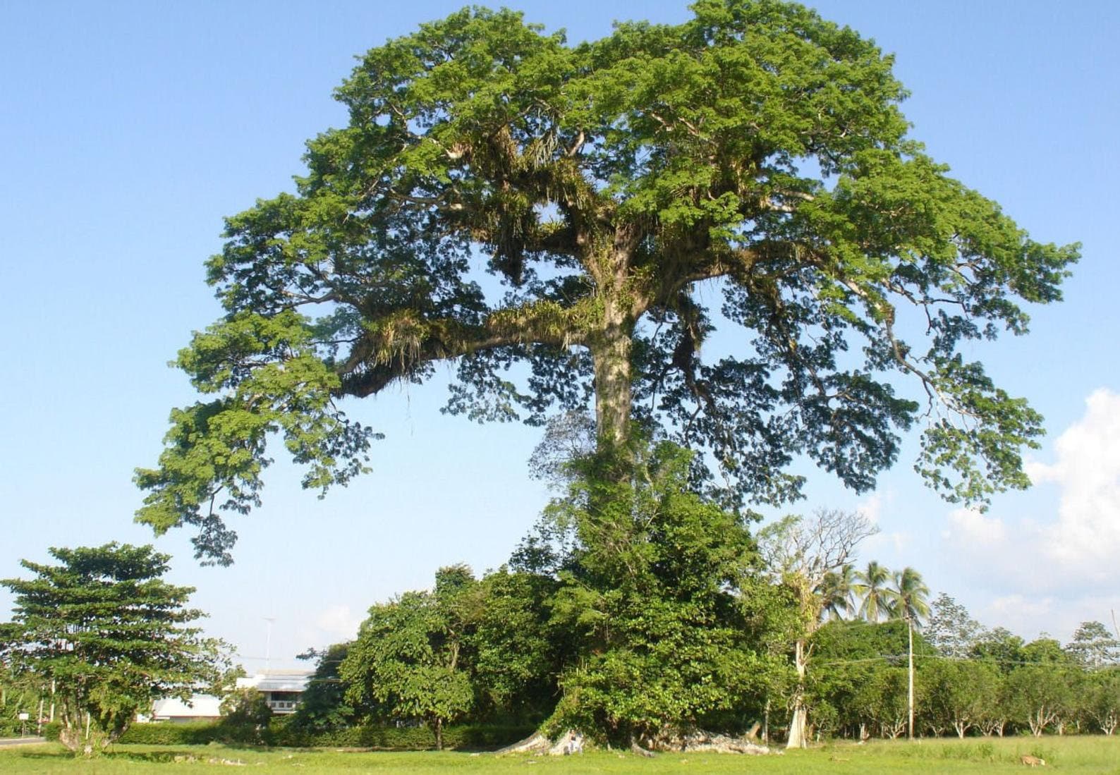 Ceiba Pentandra Kapok Tree Silk Cotton Samauma 10 Seeds - Etsy UK