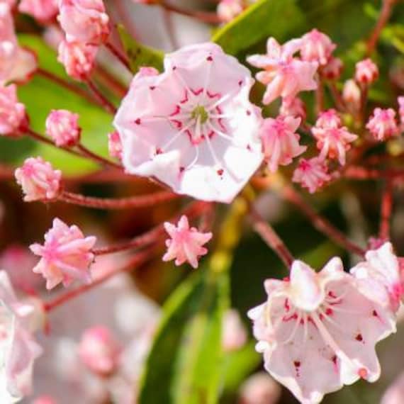 Gardening & Plants Home & Hobby calico-bush Kalmia latifolia mountain ...