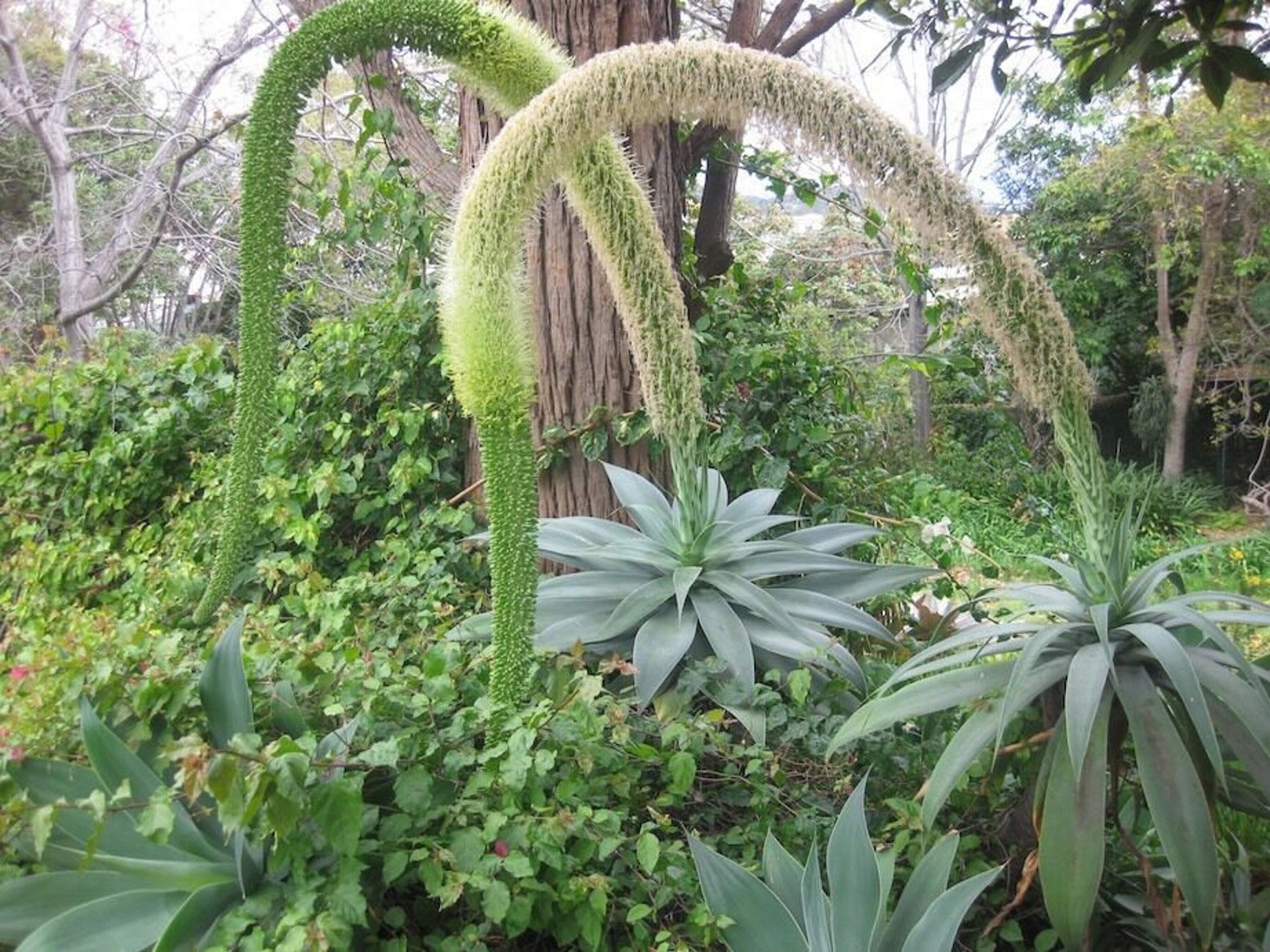 Agave Attenuata Fox Tail Agave Beautiful Soft Agave 10 - Etsy Canada